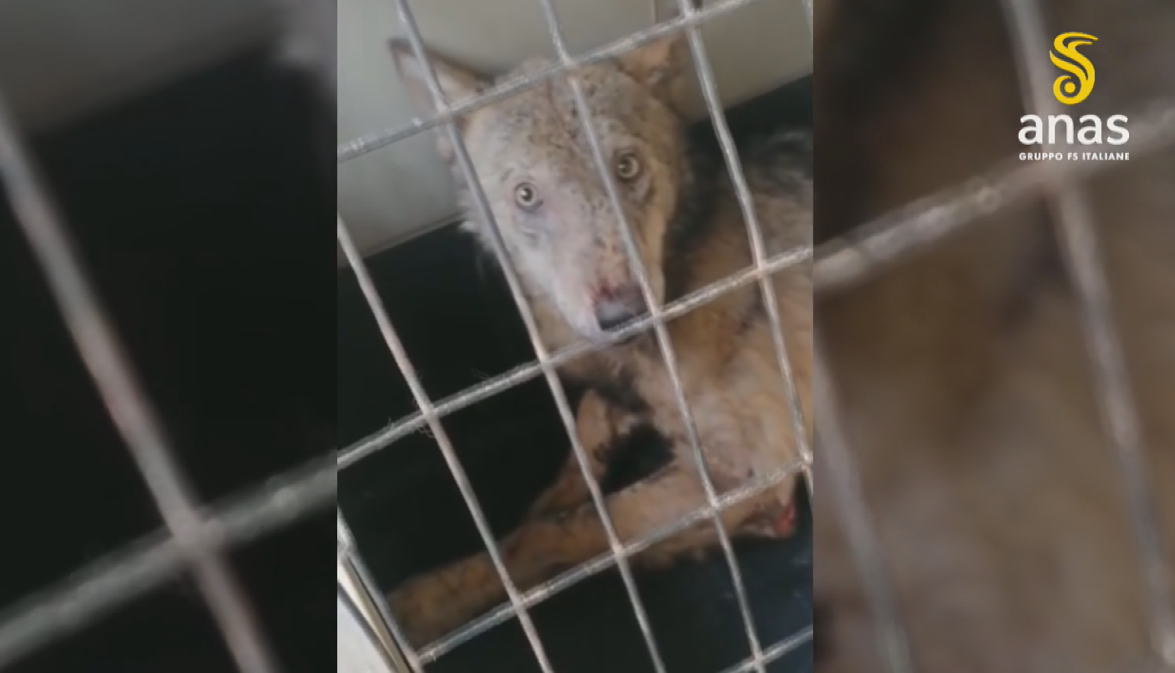 ANAS: salvato lupo ferito lungo la SS7 "Appia Ofantina" [VIDEO] - Rtc ...